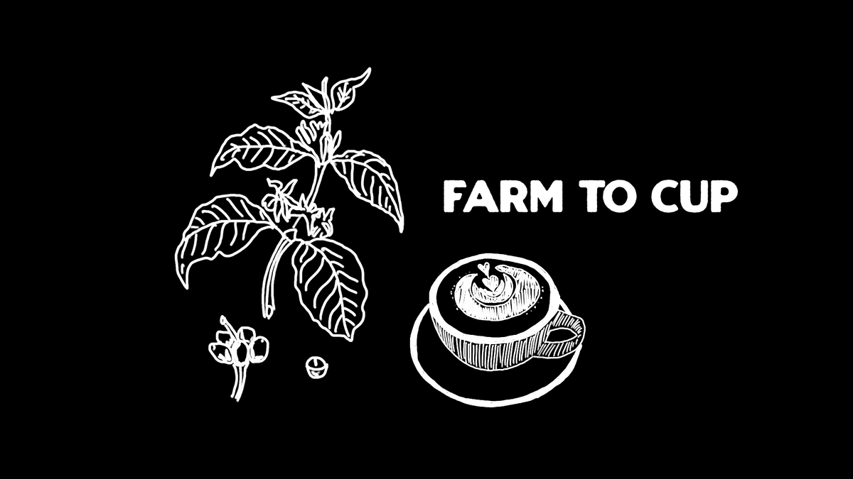 Understanding the Coffee Supply Chain: From Farm to Cup – Nowhere ...